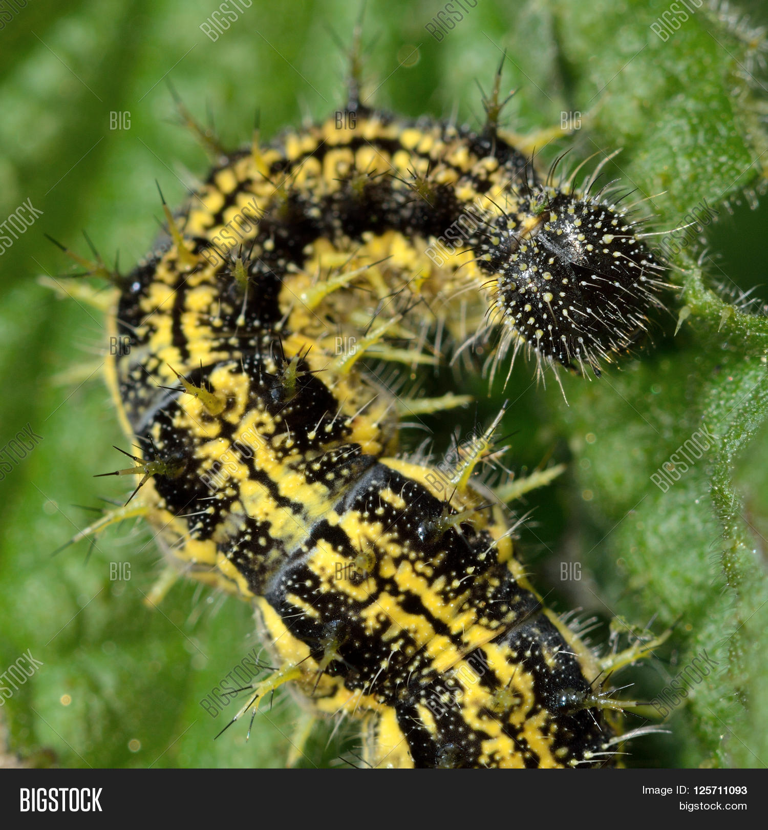 Small Tortoiseshell ( Image & Photo (Free Trial) | Bigstock