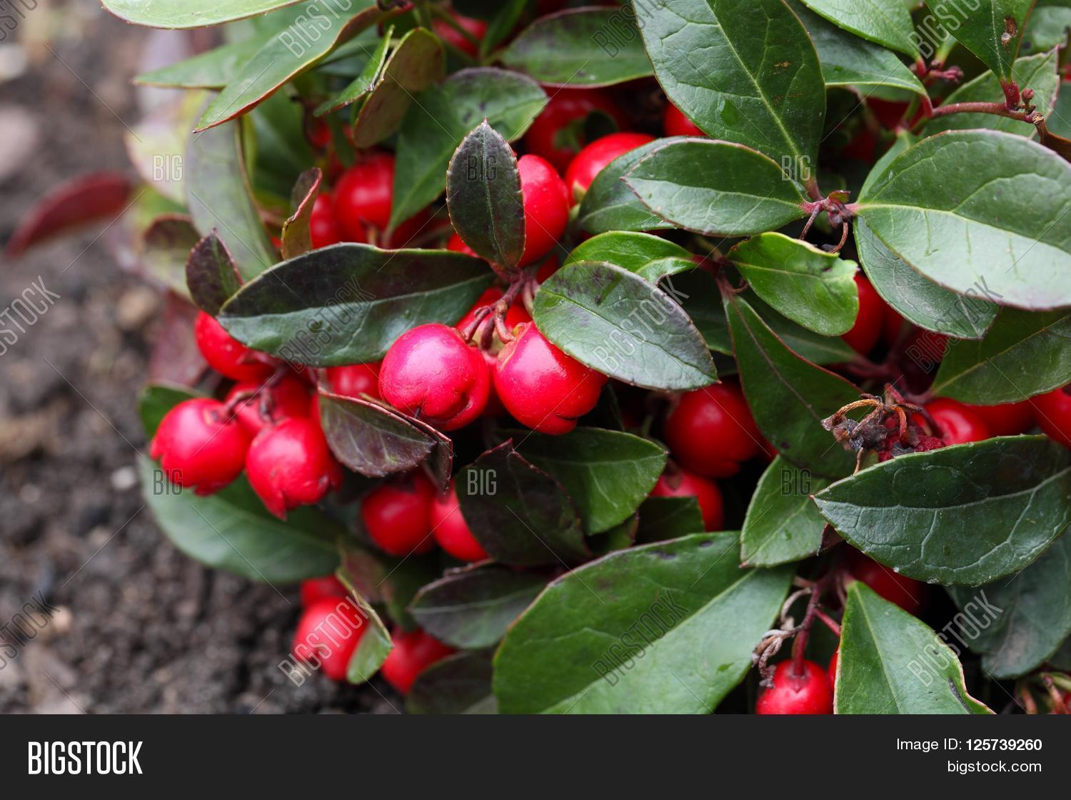 Red Berries On Image & Photo (Free Trial) | Bigstock
