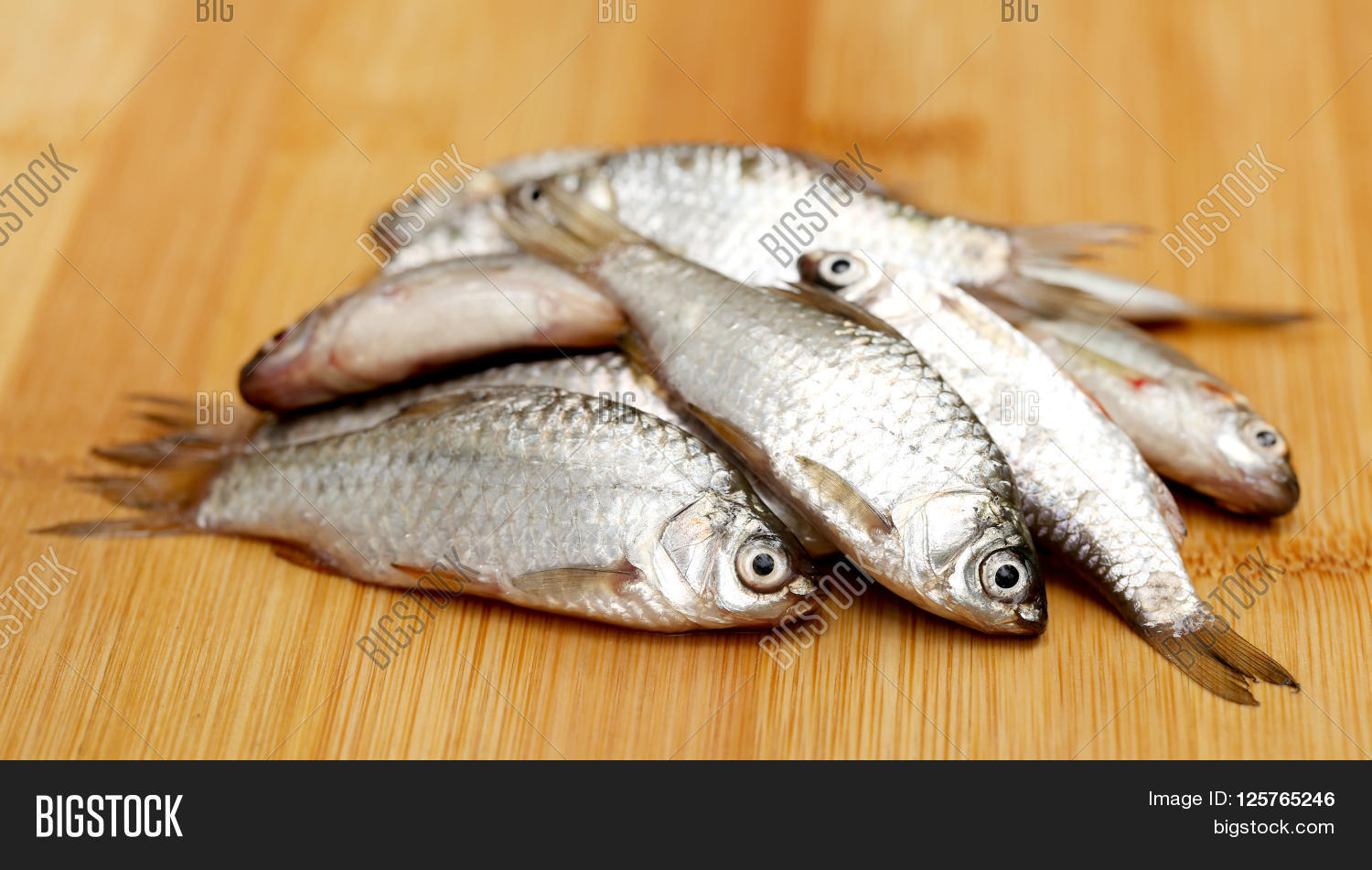 Swamp Barb Indian Image & Photo (Free Trial) | Bigstock