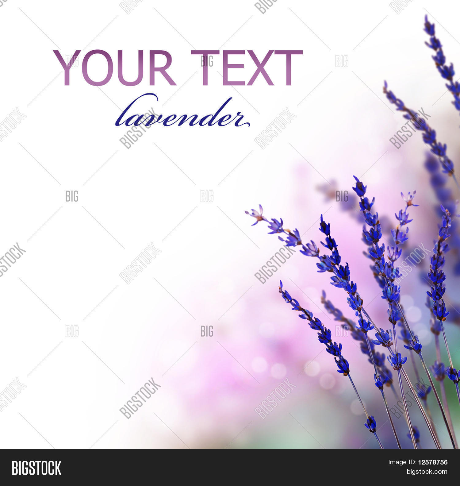 Lavender Flower Border Clip Art