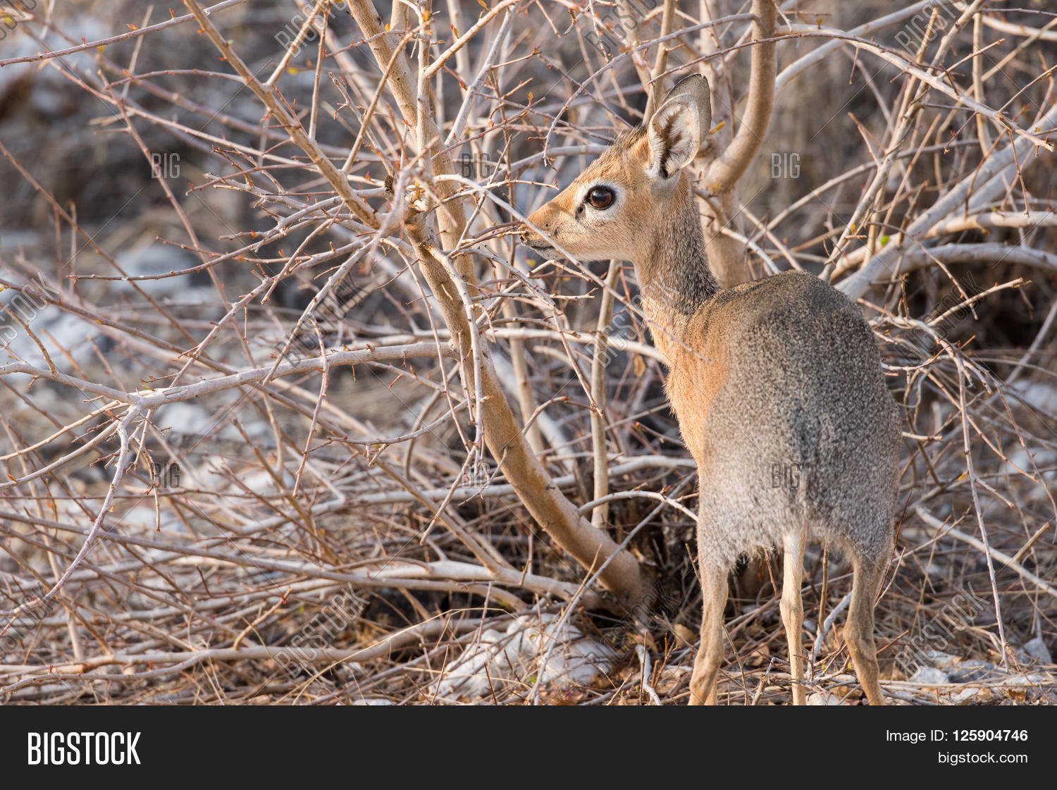Damara Dik-dik Image & Photo (Free Trial) | Bigstock