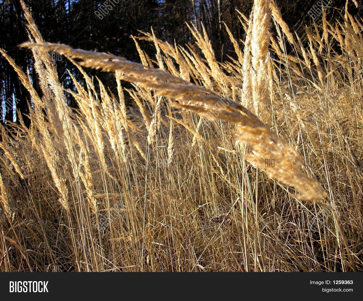 Stalks Grass Image & Photo (Free Trial) | Bigstock