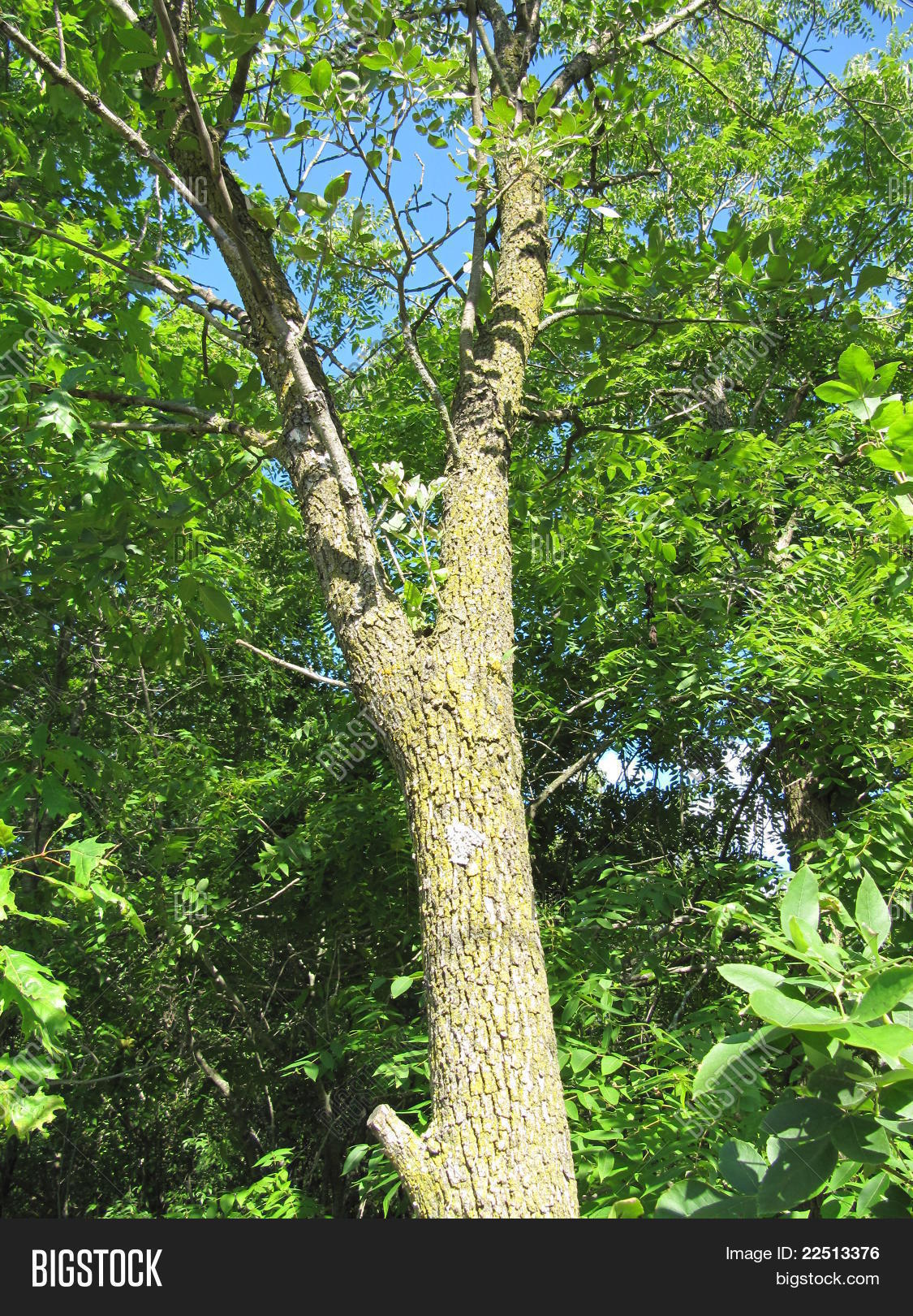 Beautiful Trees Summer Image & Photo (Free Trial) | Bigstock