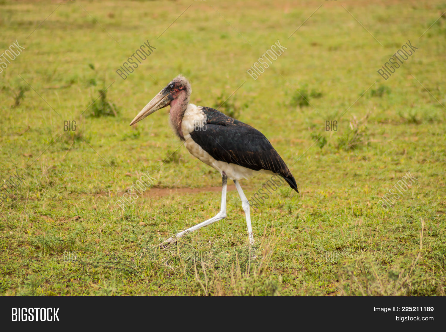 Isolated Marabou Image & Photo (Free Trial) | Bigstock