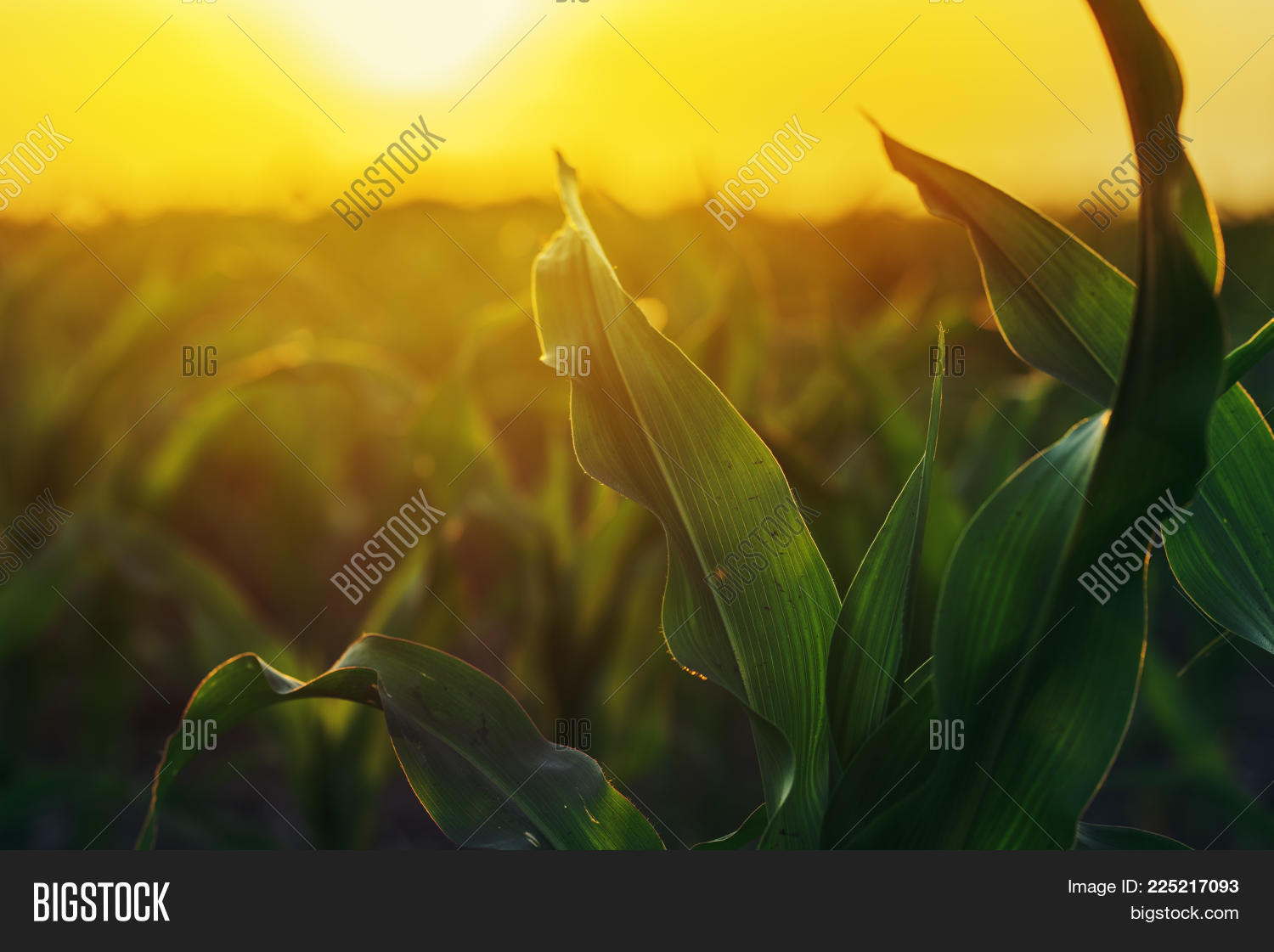 Corn Plantation Sunset Image & Photo (Free Trial) | Bigstock