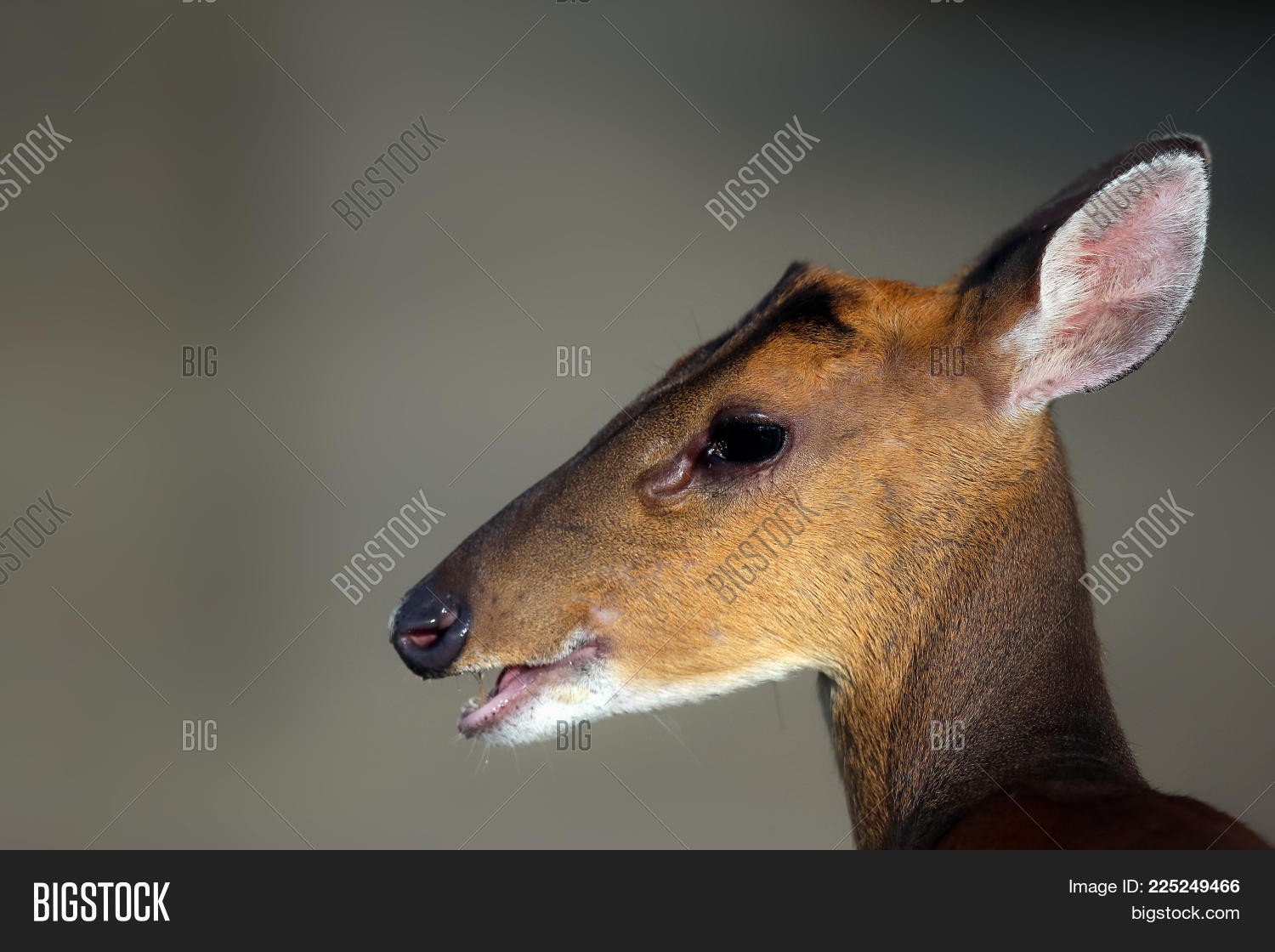 Face Muntjacs, Known Image & Photo (Free Trial) | Bigstock