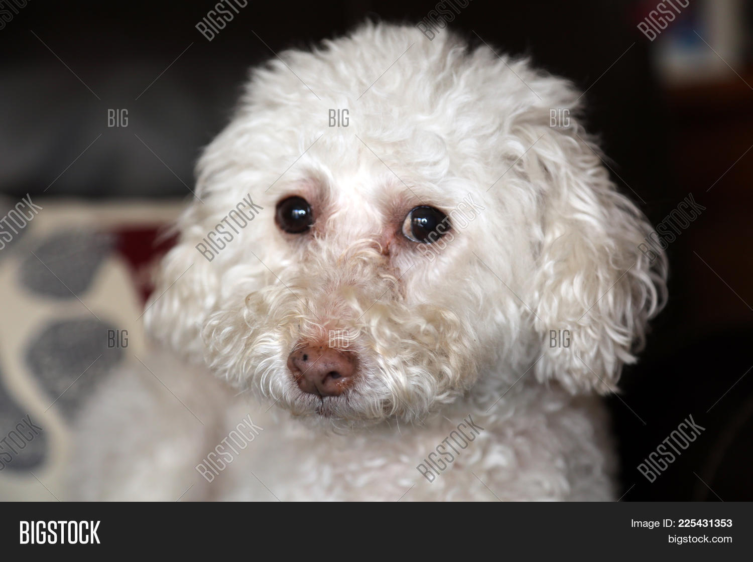 Small White Dog Smiles Image & Photo (Free Trial) | Bigstock