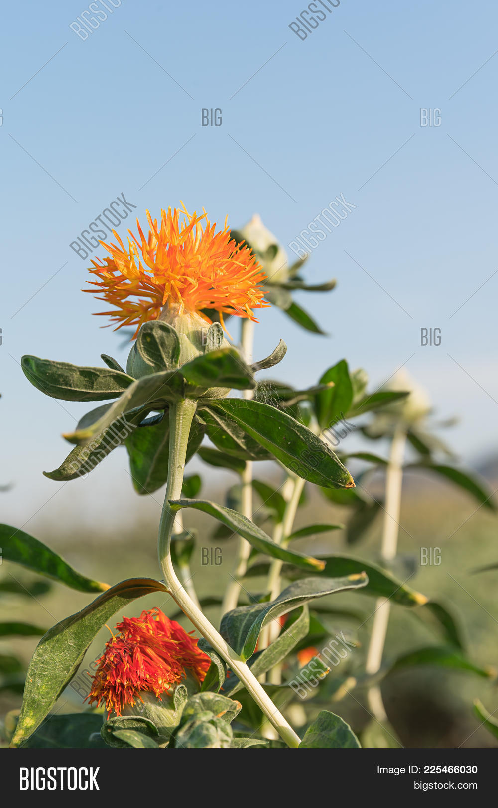 Safflower Has Begun Image & Photo (Free Trial) | Bigstock