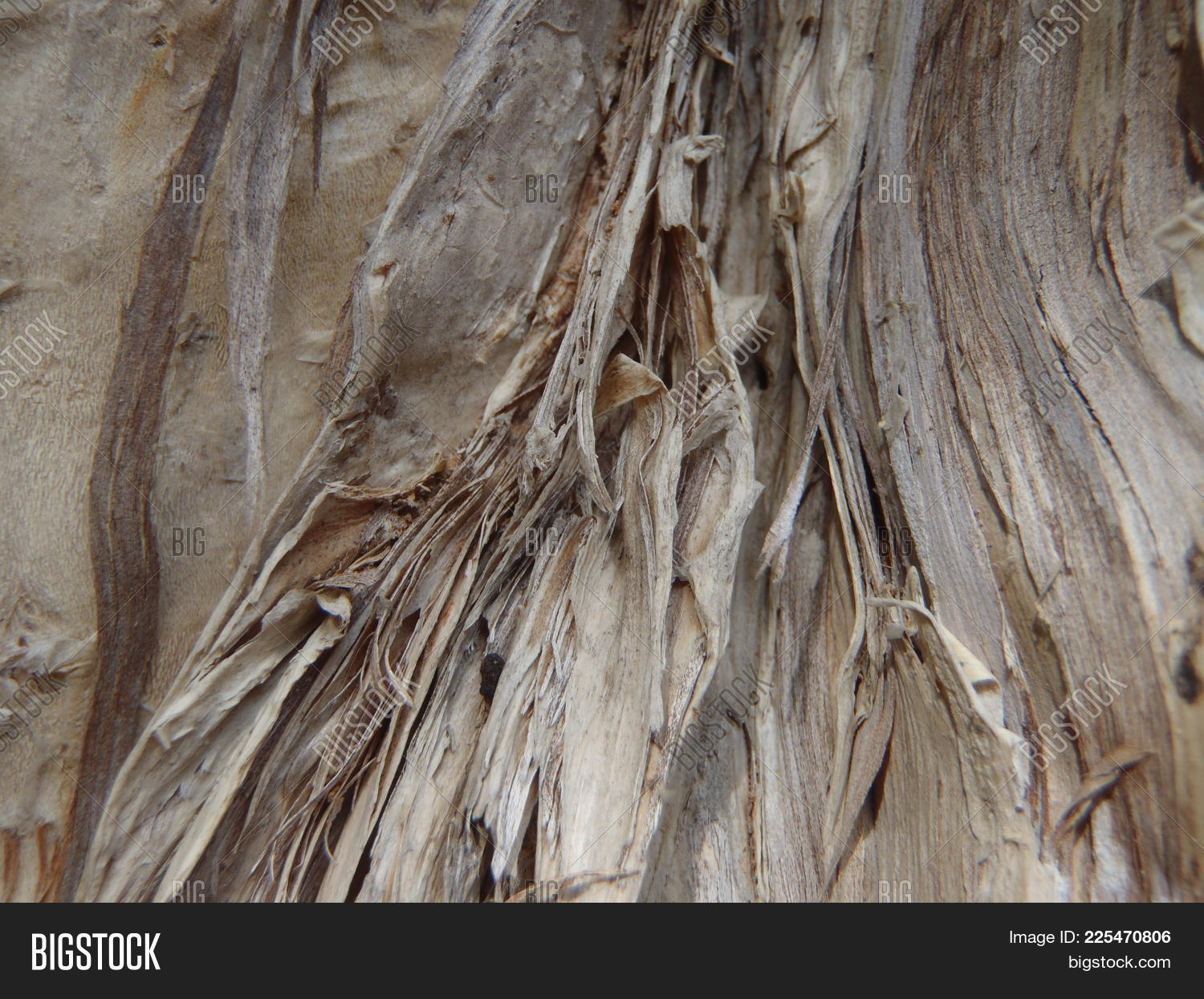 Close Bark Australian Image & Photo (Free Trial) | Bigstock