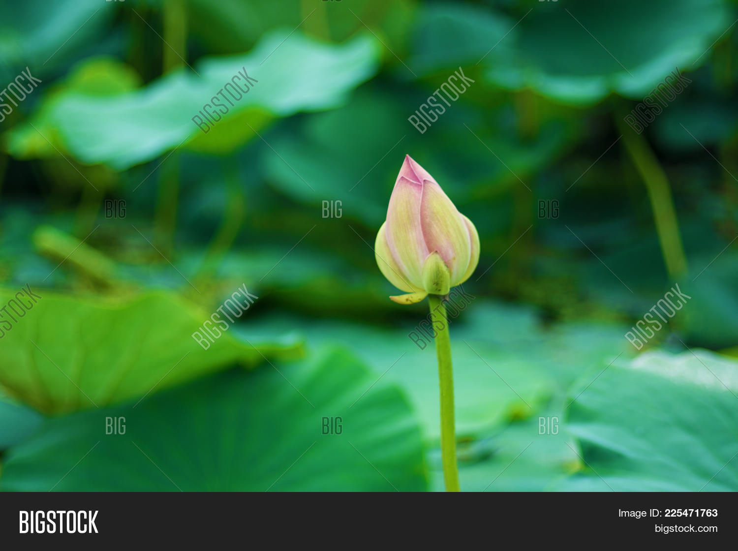 Large Lotus Flowers. Image & Photo (Free Trial) | Bigstock
