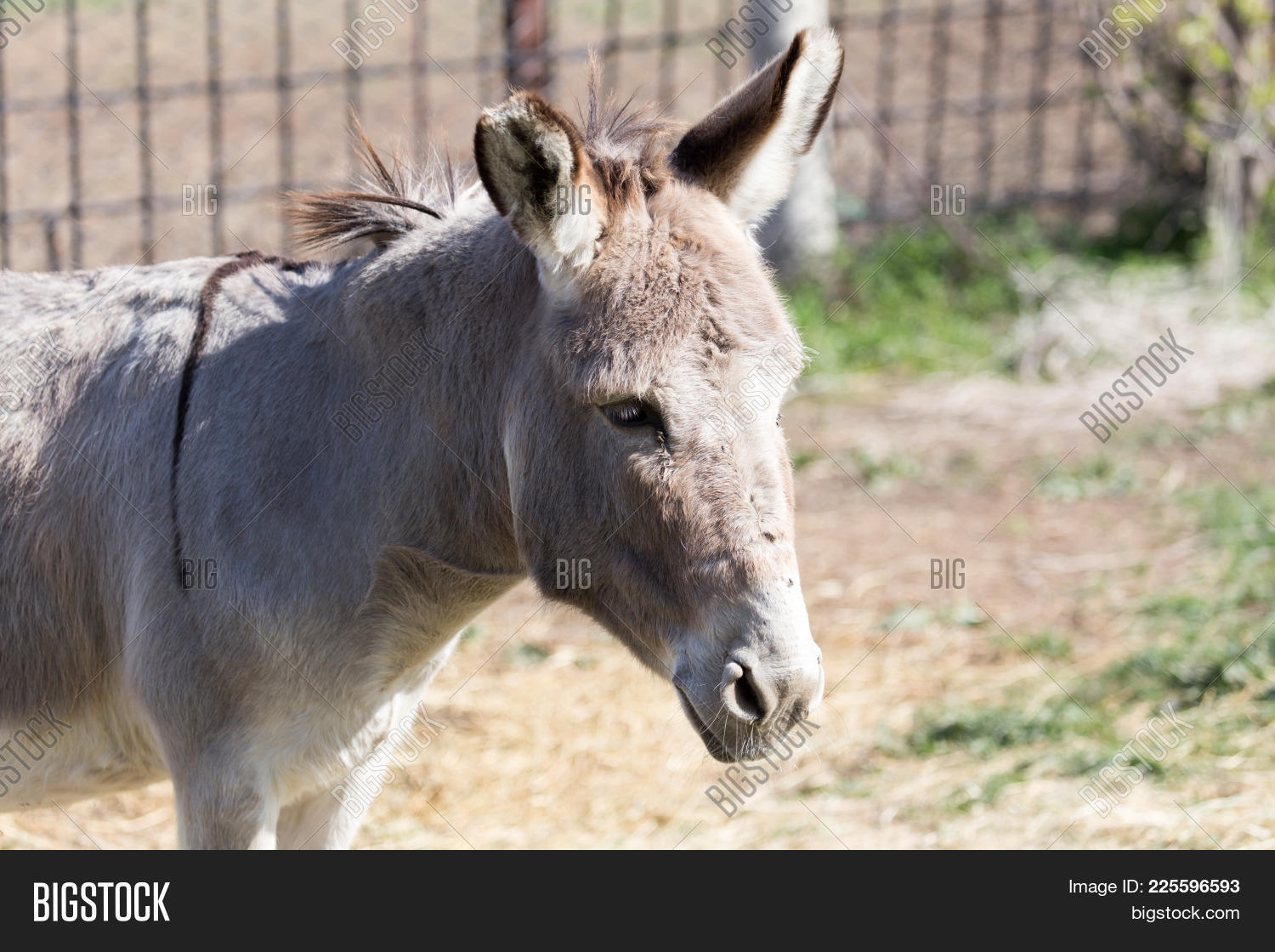 Portrait Donkey Park Image & Photo (Free Trial) | Bigstock