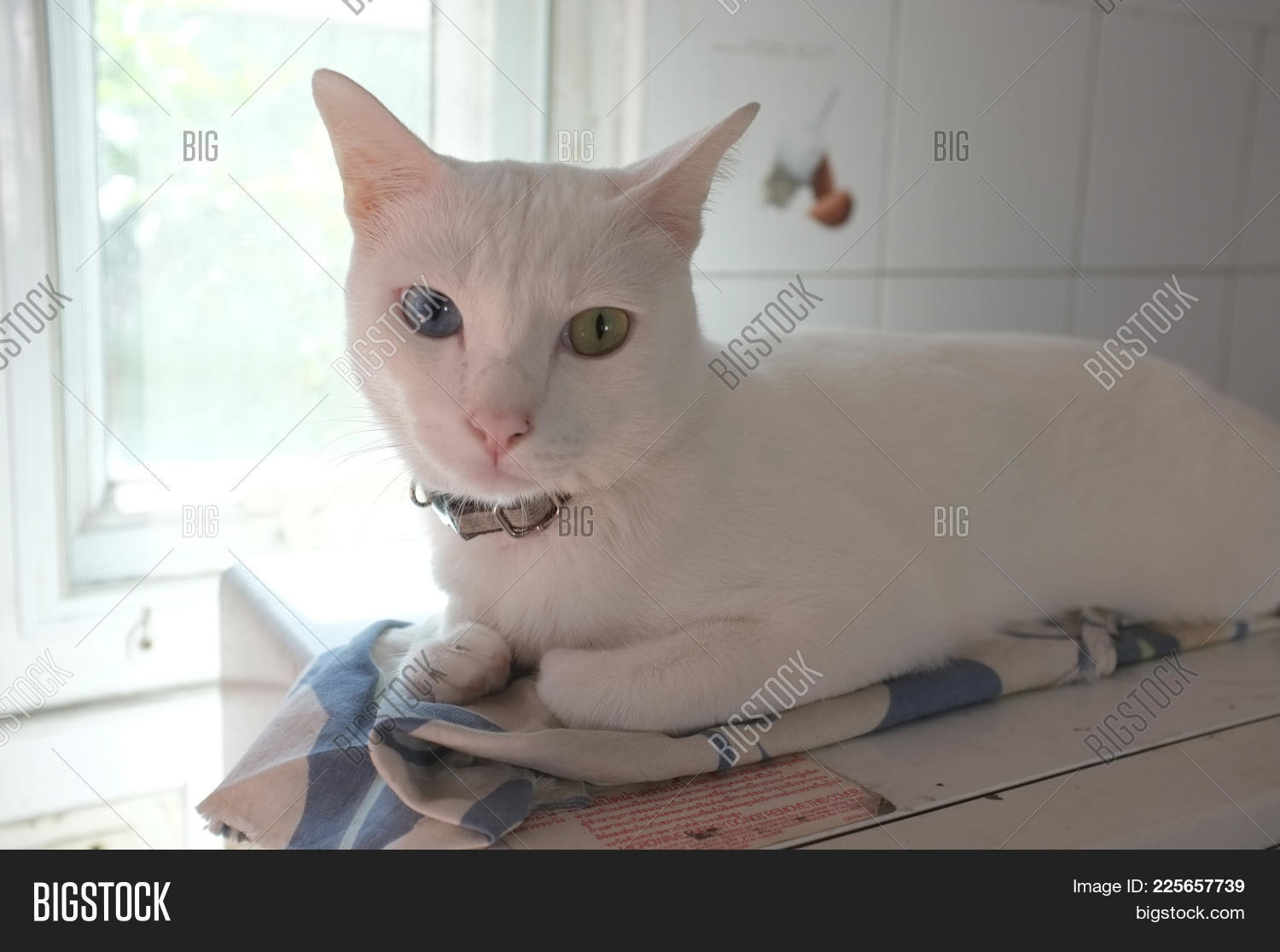 Siamese Pure White Image & Photo (Free Trial) | Bigstock