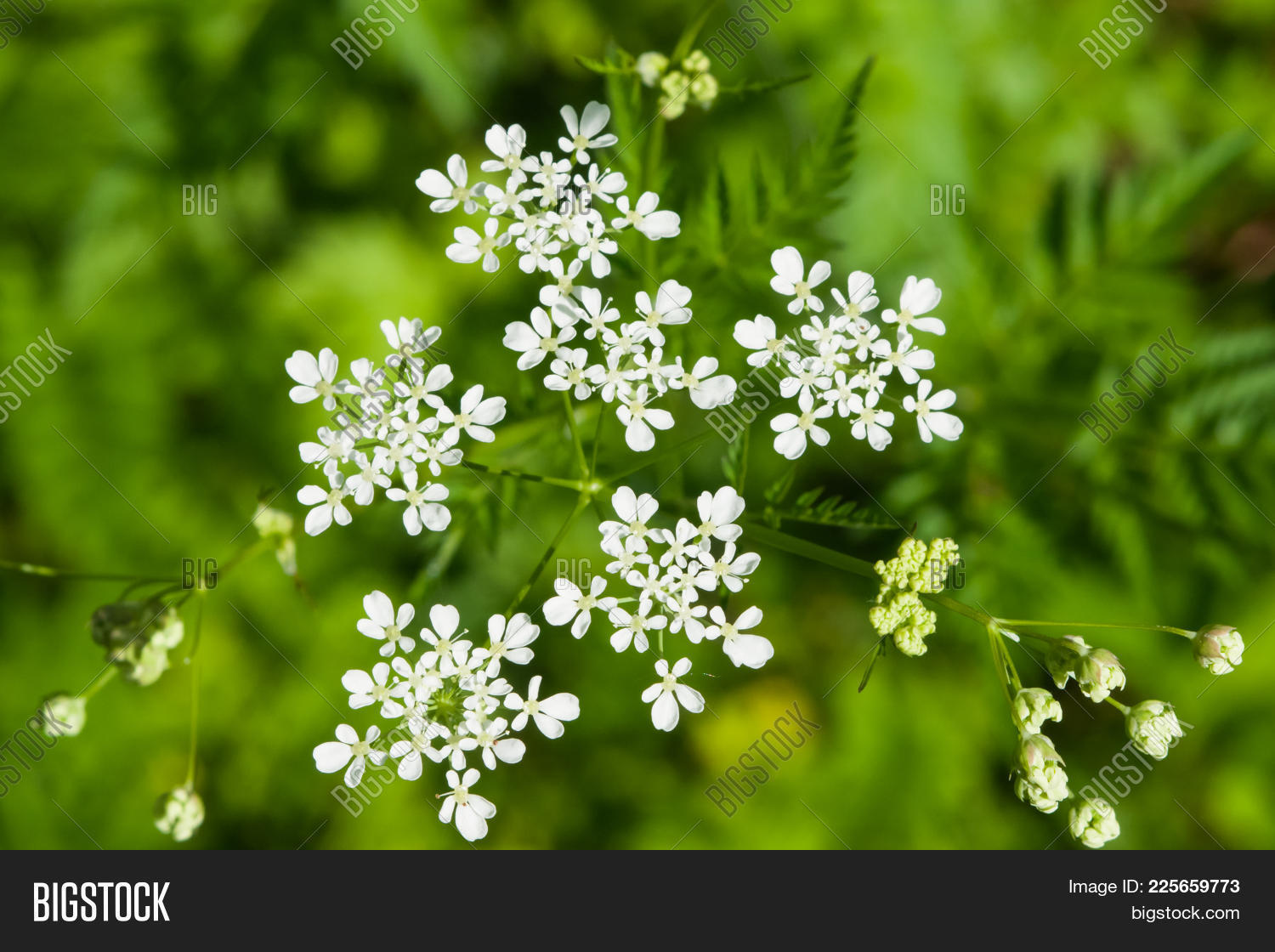 Cow Parsley Wild Image & Photo (Free Trial) | Bigstock