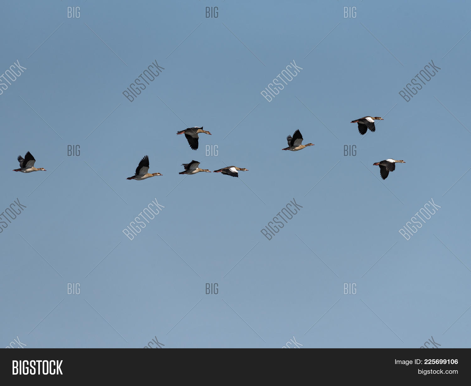 Small Flock African Image & Photo (Free Trial) | Bigstock