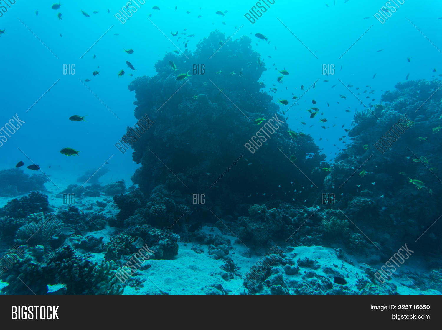 Coral Reef Scene Image & Photo (Free Trial) | Bigstock
