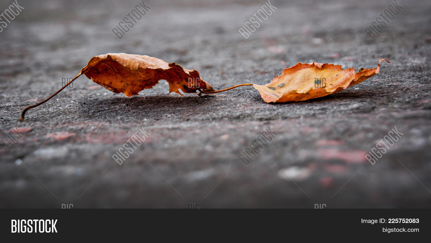 On Ground There Two Image & Photo (Free Trial) | Bigstock