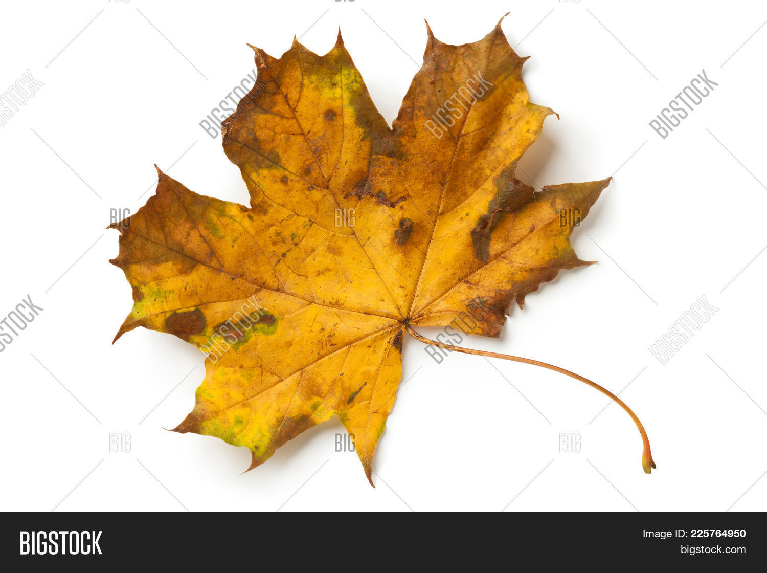 Single Maple Tree Leaf Image & Photo (Free Trial) | Bigstock