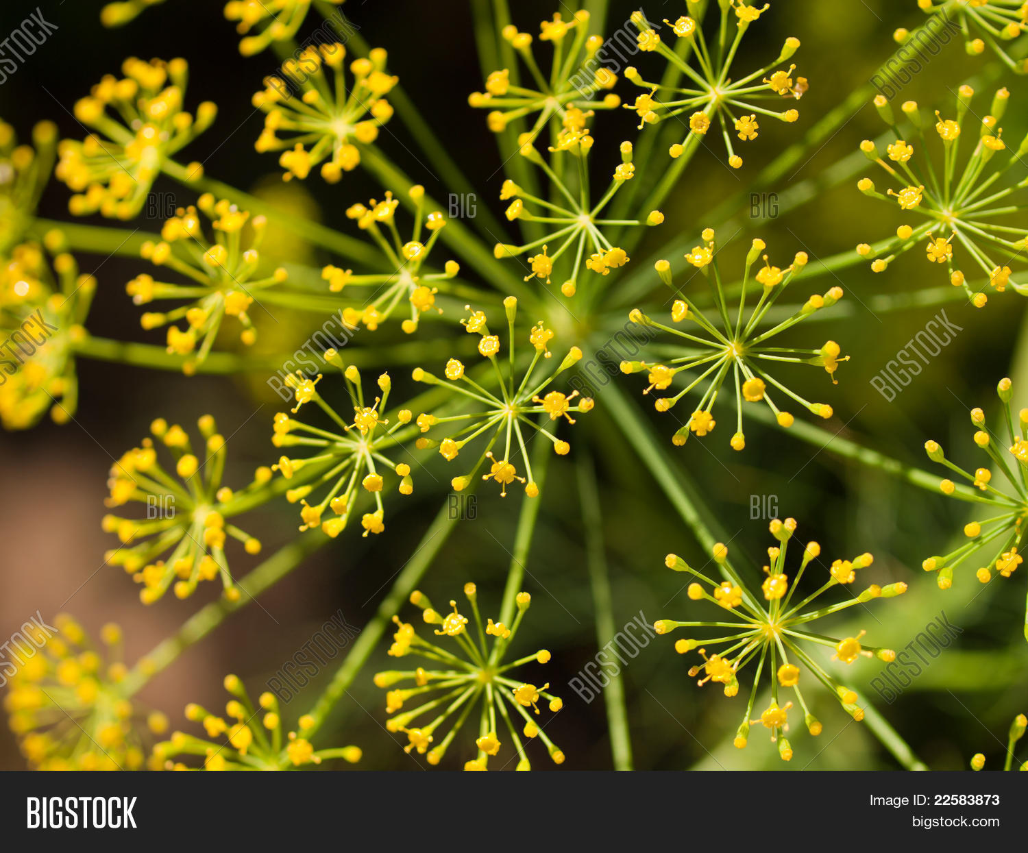 Dill Bloom Image & Photo (Free Trial) | Bigstock