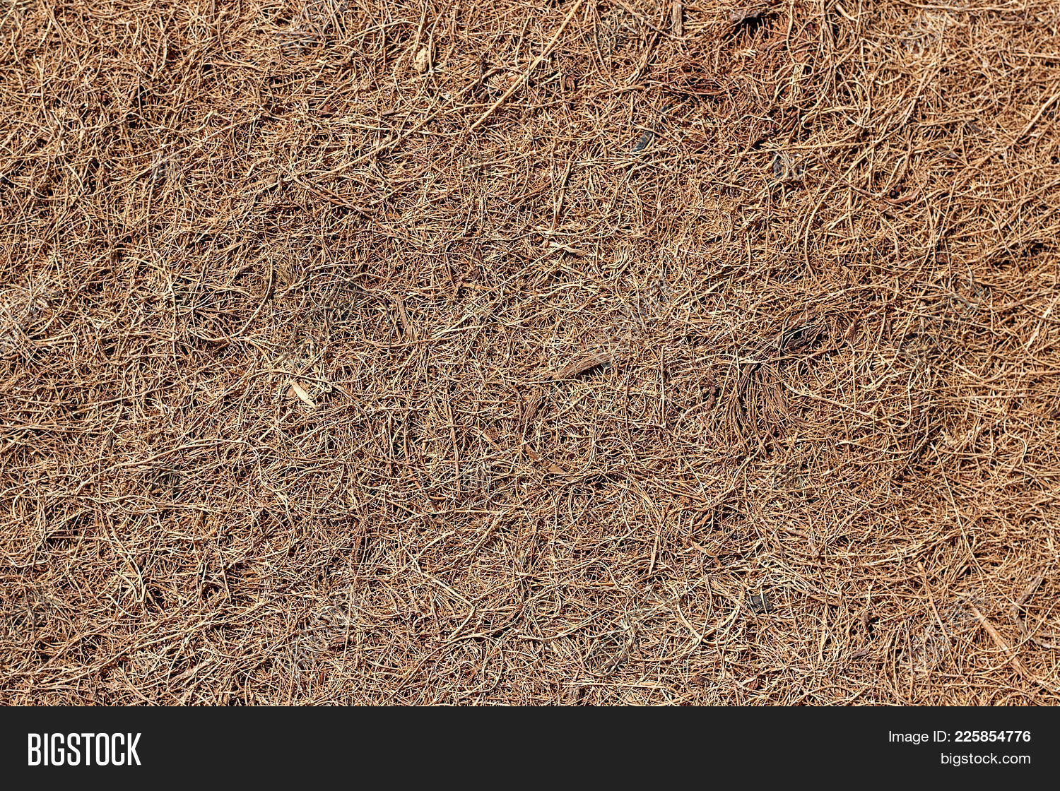 Coconut Coir. Grated Image & Photo (Free Trial) | Bigstock
