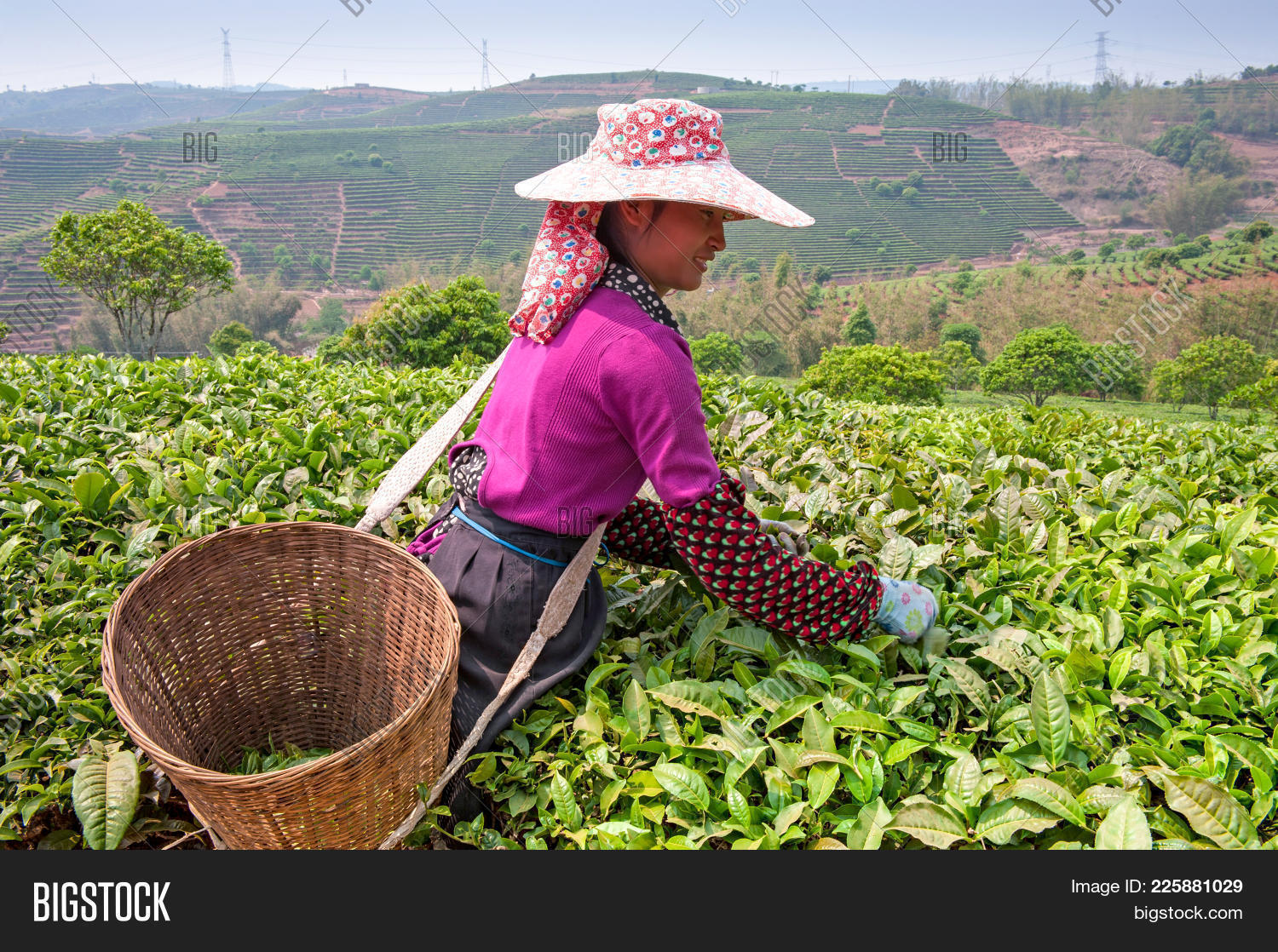 Photo Girl Collecting Image & Photo (Free Trial) | Bigstock