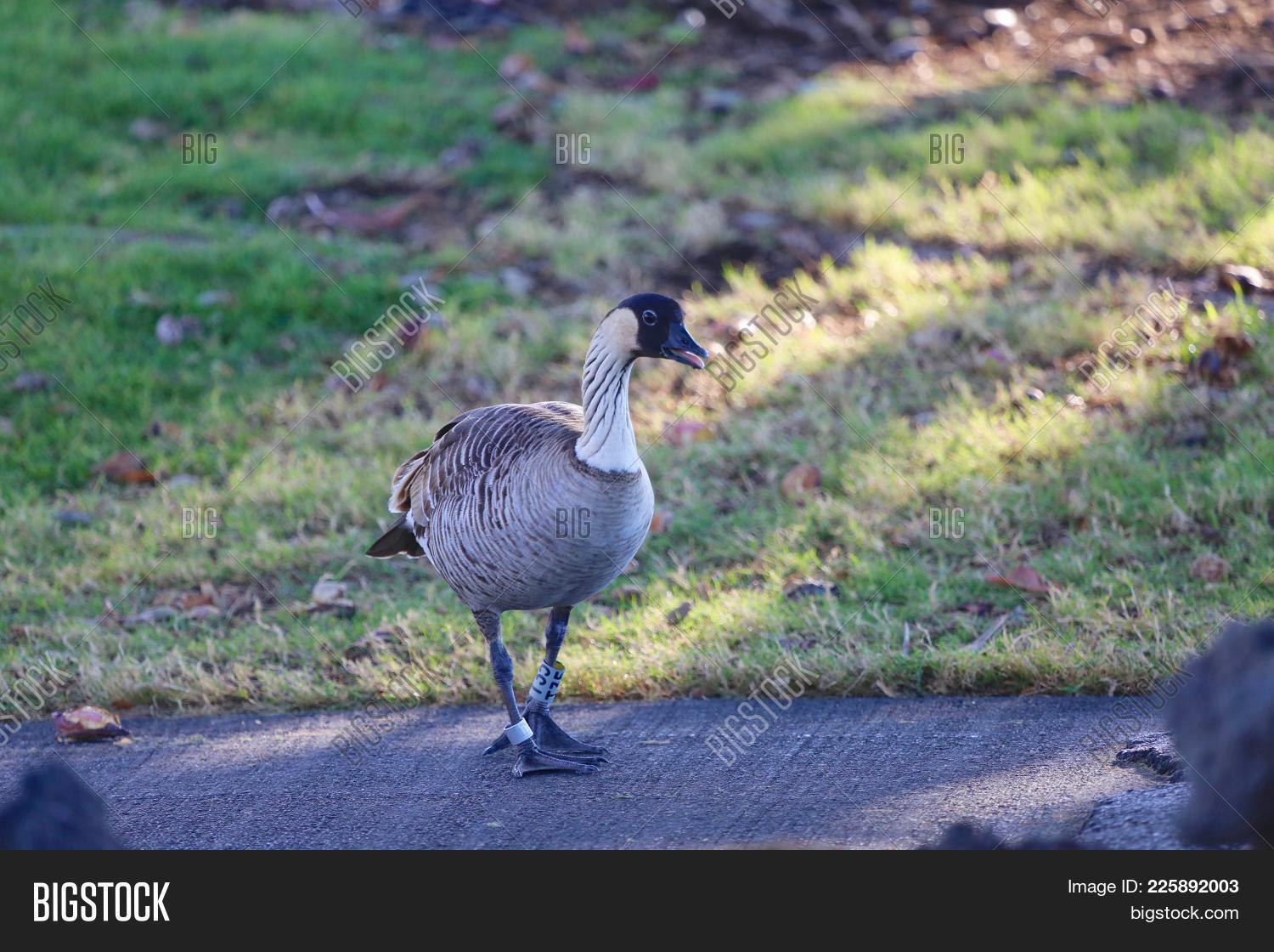 Hawaiian Bird, Nene Image & Photo (Free Trial) | Bigstock