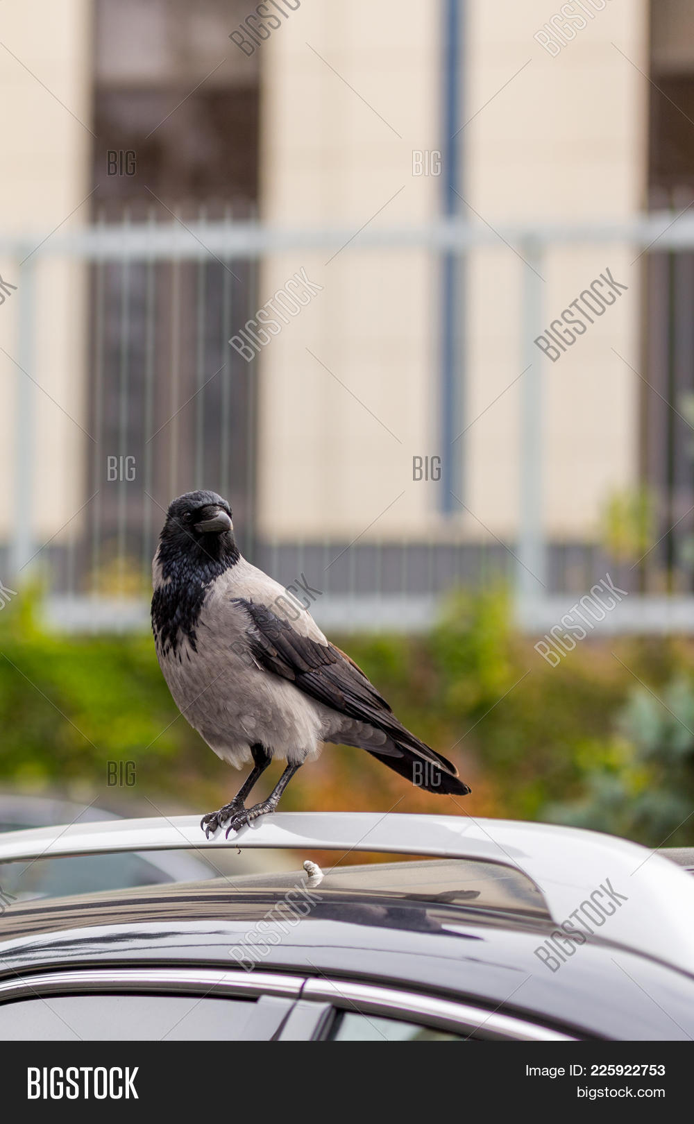 Crow On Car Roof. Bird Image & Photo (Free Trial) | Bigstock