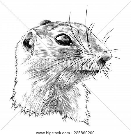 Gopher Sketch Vector Vector & Photo (Free Trial) | Bigstock