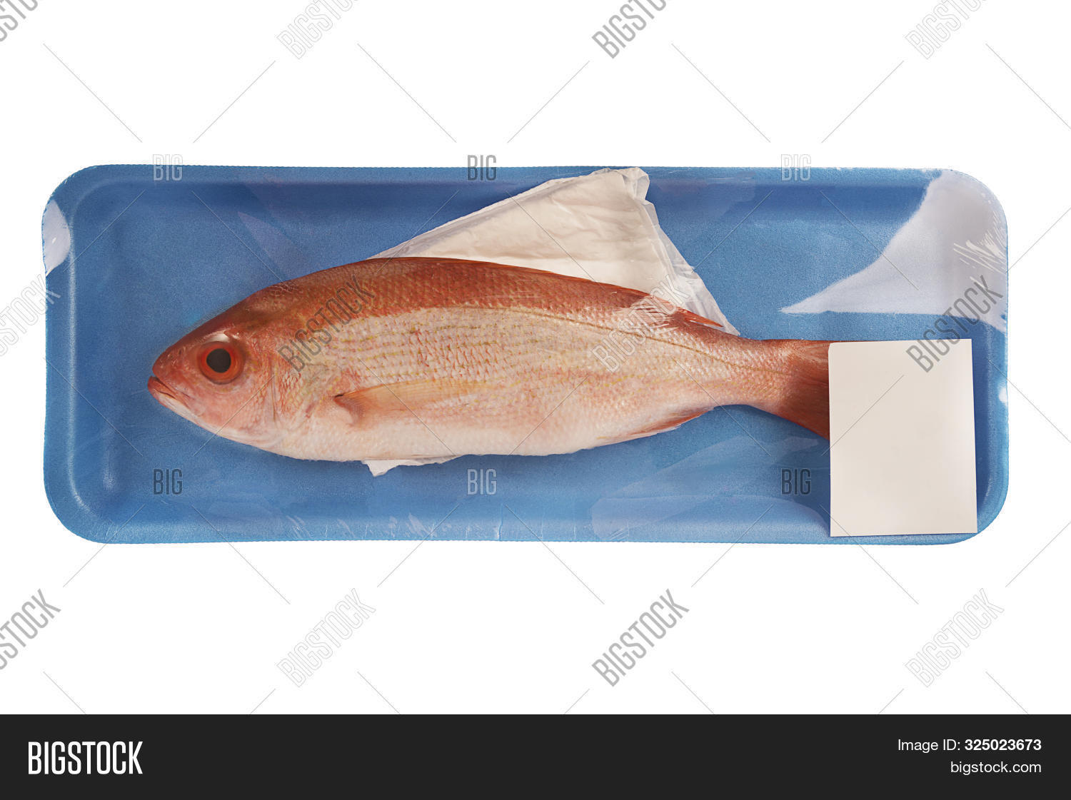 Red Snapper Raw Fish Image & Photo (Free Trial) | Bigstock