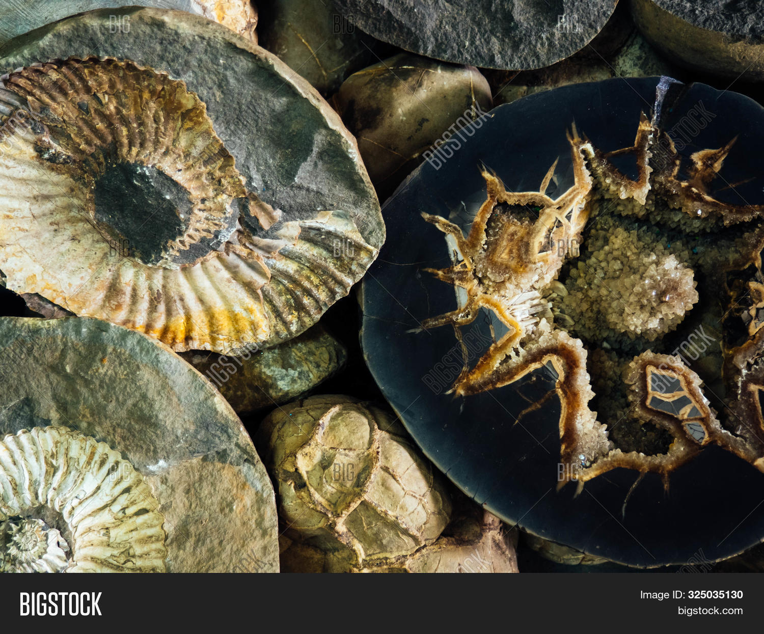 Shell Ancient Shell Image & Photo (Free Trial) | Bigstock