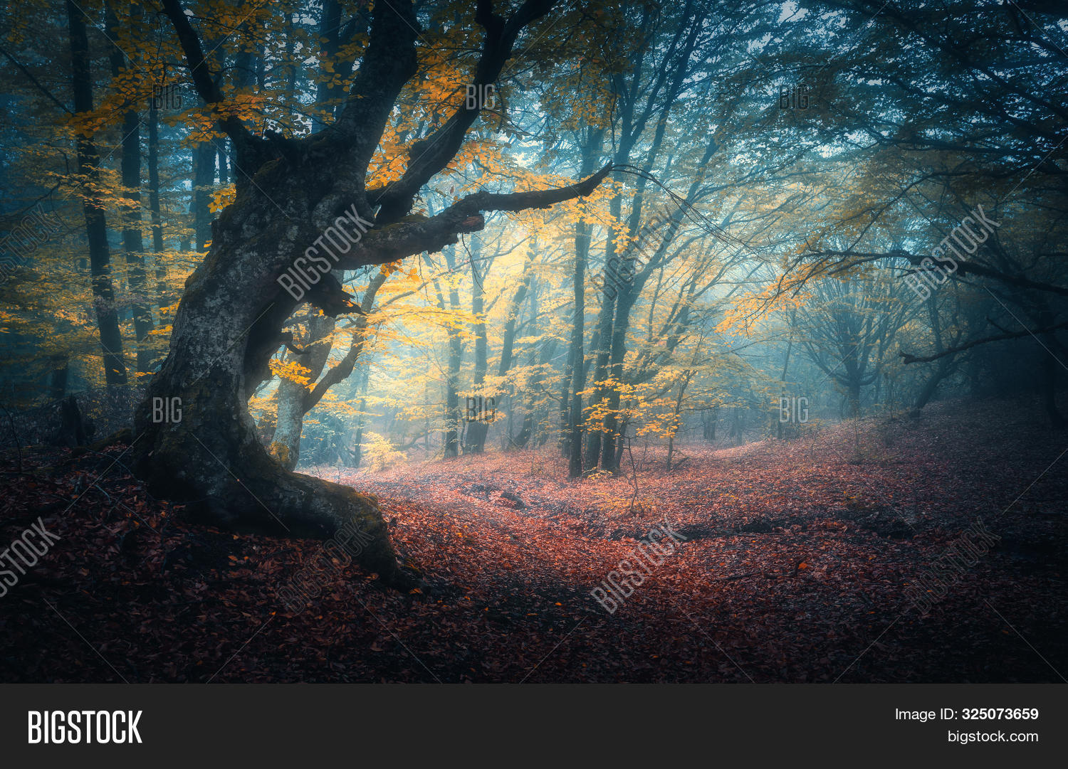 Beautiful Mystical Forest