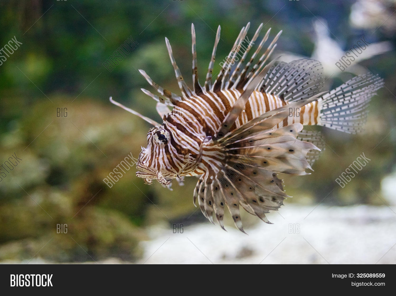 Red Lionfish (latin Image & Photo (Free Trial) | Bigstock