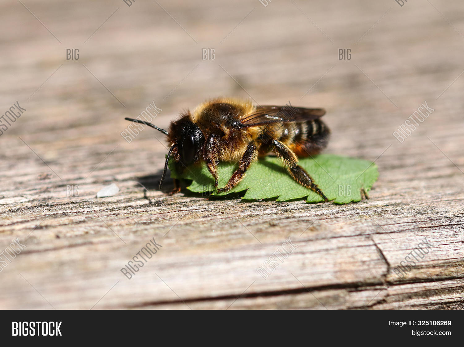 Female Leaf Cutter Bee Image & Photo (Free Trial) | Bigstock