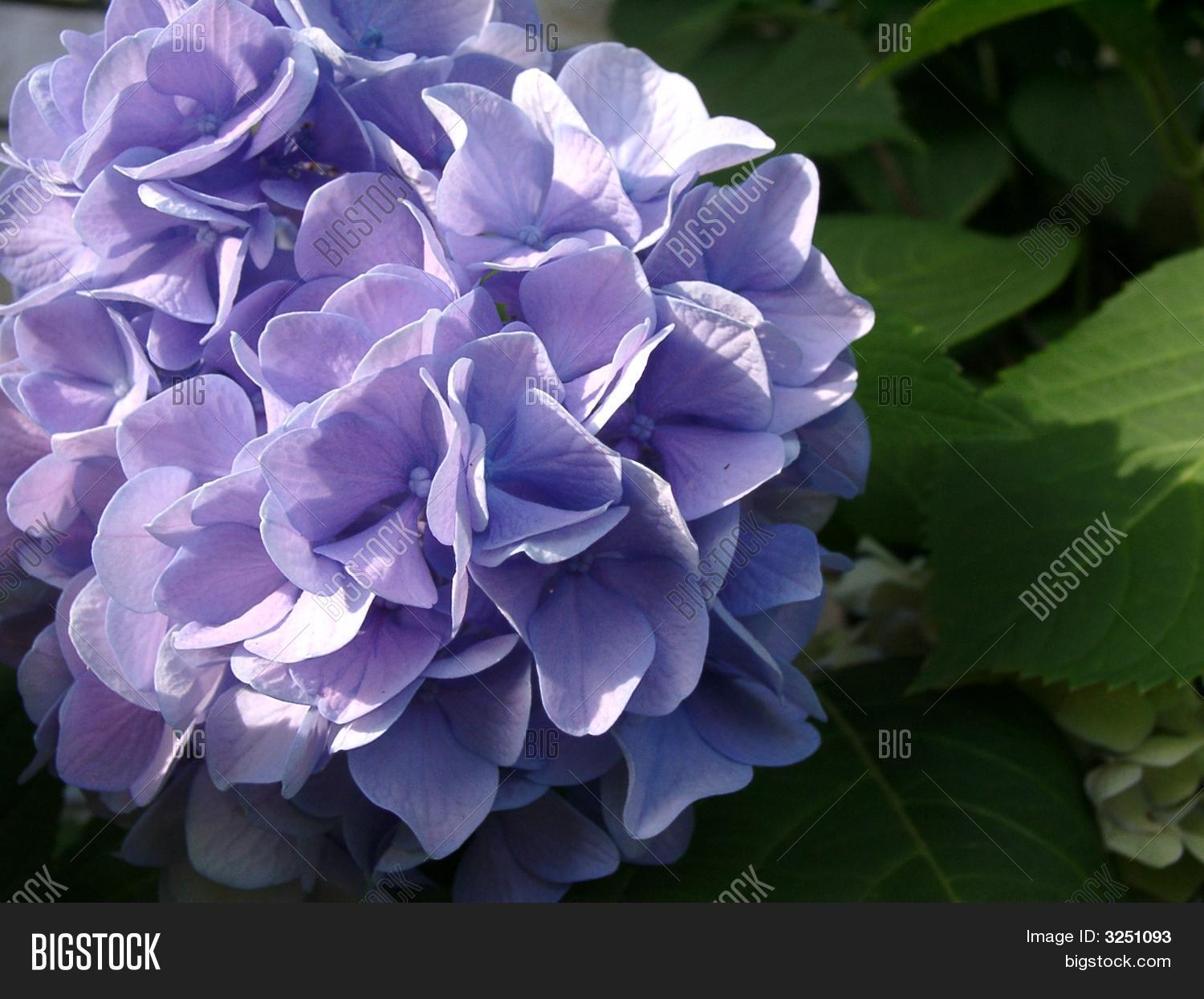 Hydrangea Closeup Image & Photo (Free Trial) | Bigstock