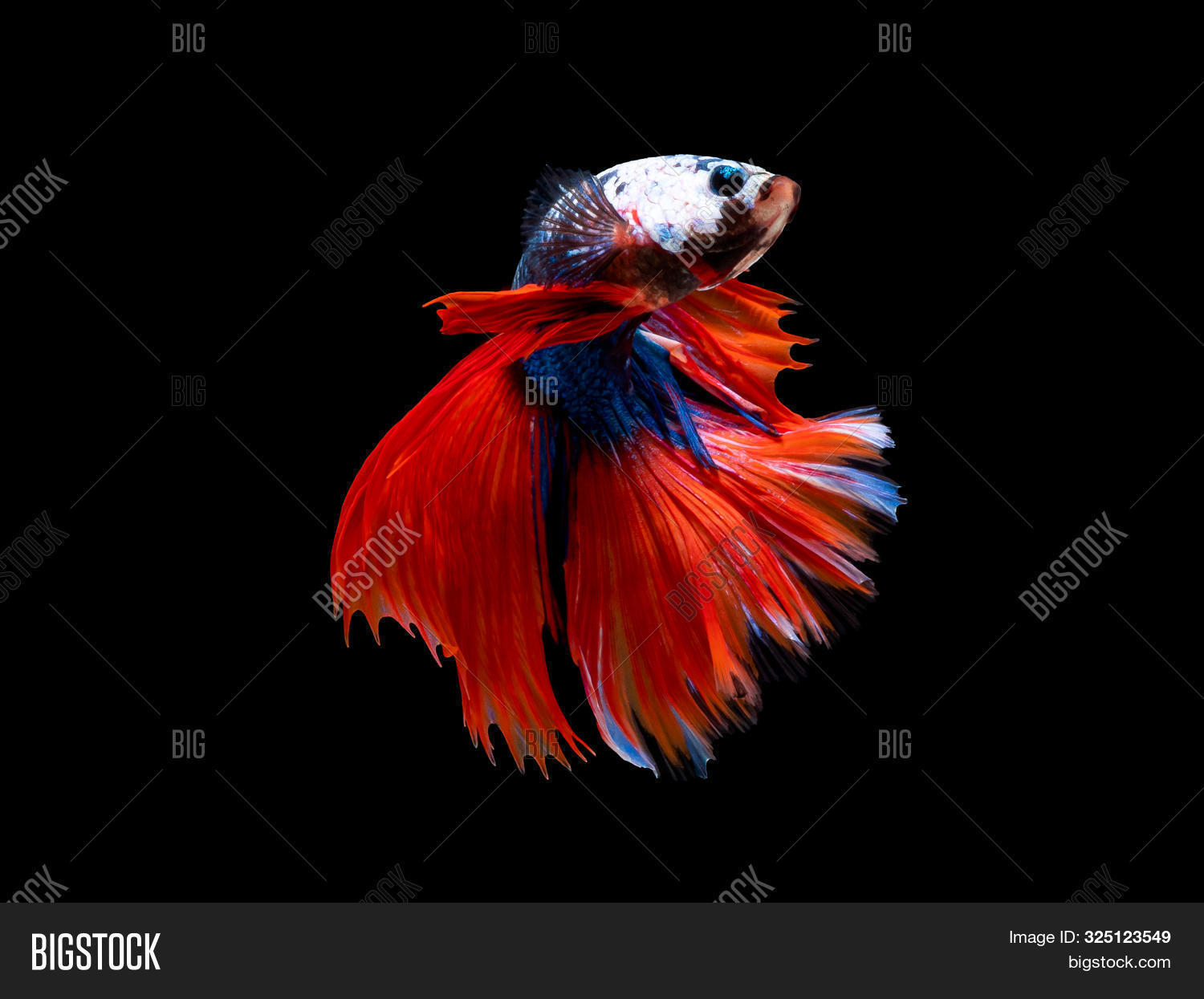 Action Movement Thai Image & Photo (Free Trial) | Bigstock