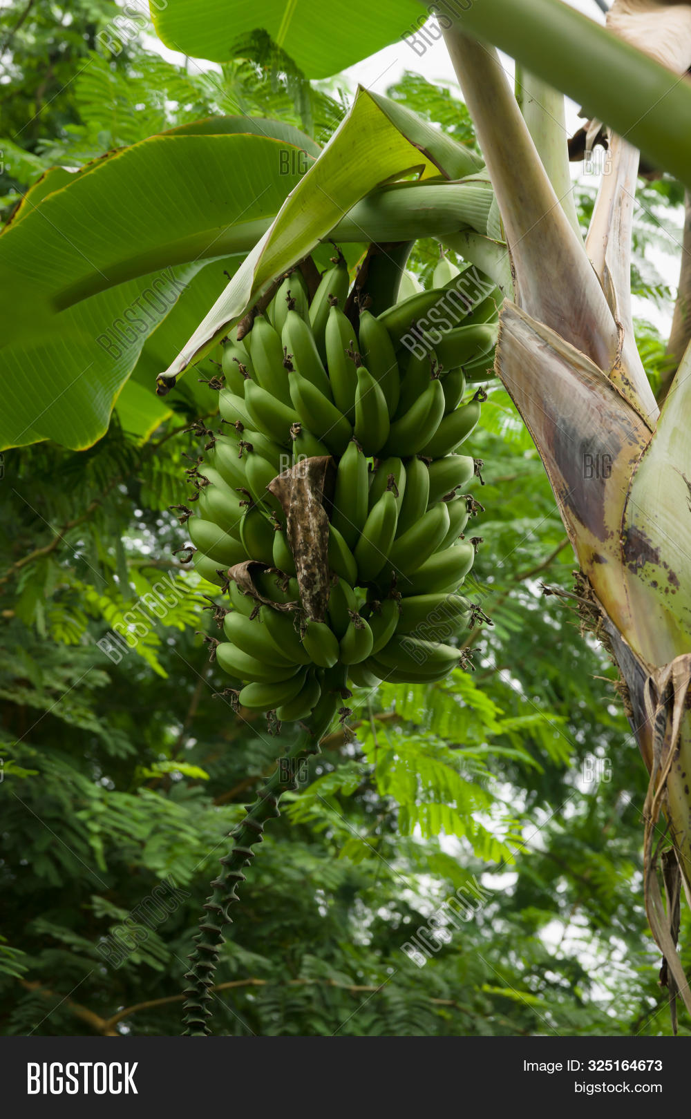 Wild Banana Latin Name Image & Photo (Free Trial) | Bigstock