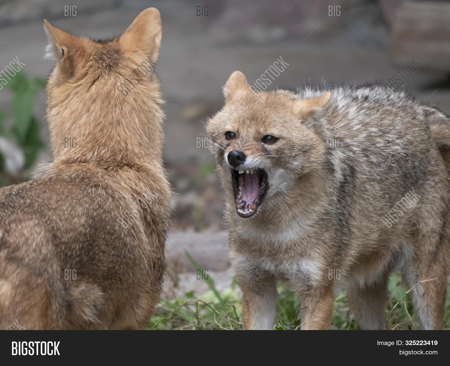 Imagen y foto Golden Jackal (prueba gratis) | Bigstock