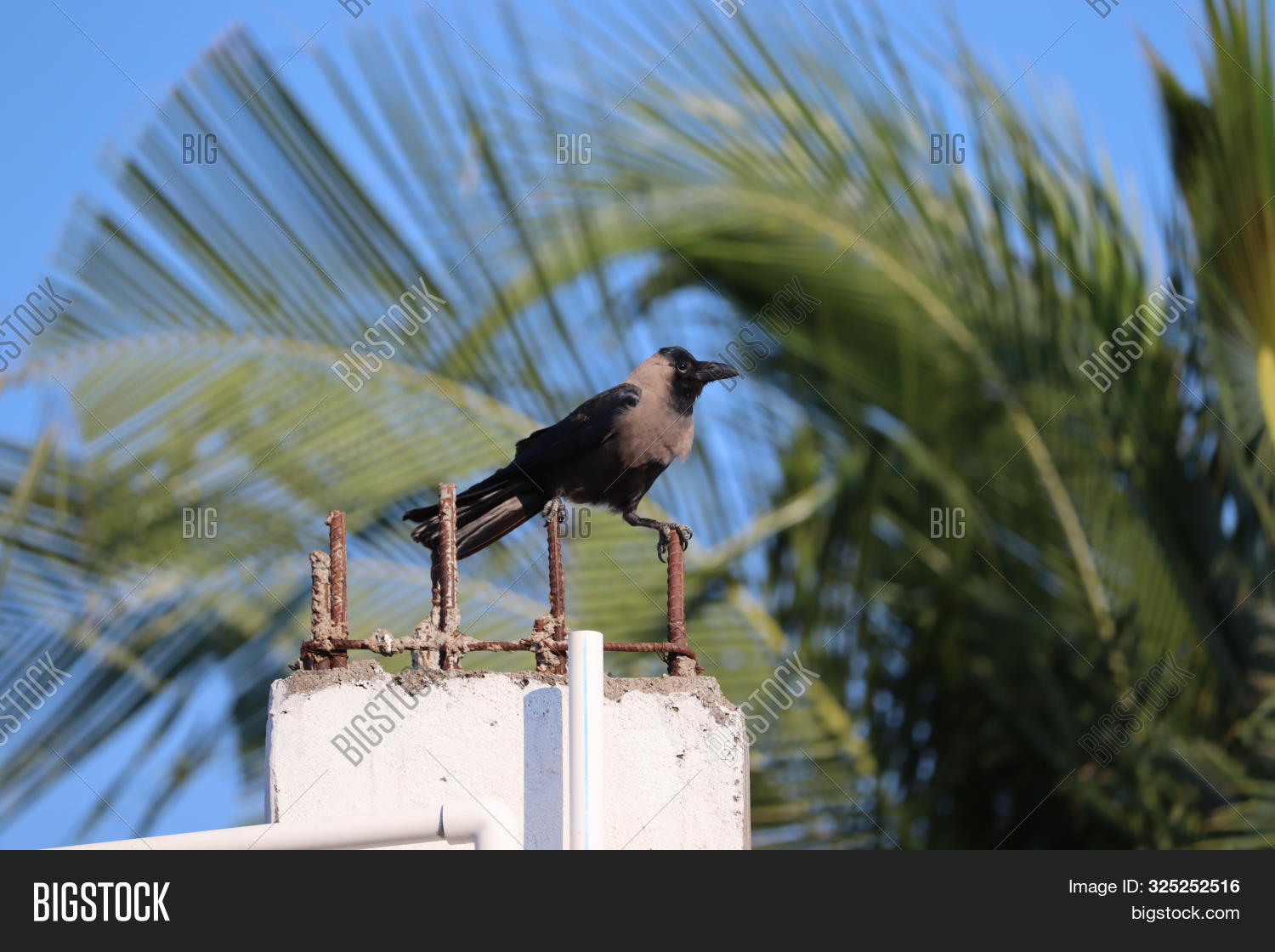 House Crow, Known Image & Photo (Free Trial) | Bigstock