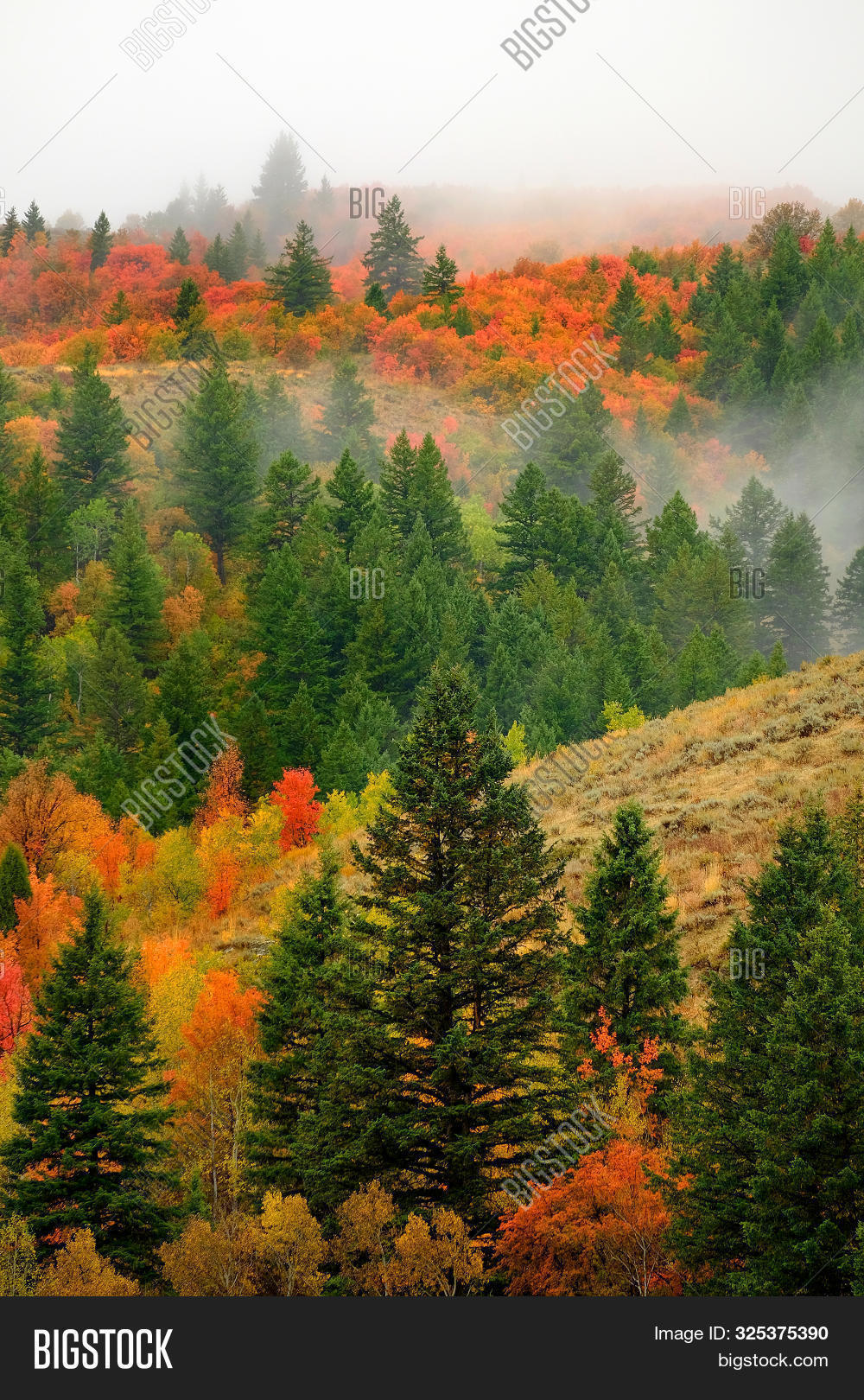 Autumn Fall Maple Pine Image & Photo (Free Trial) | Bigstock