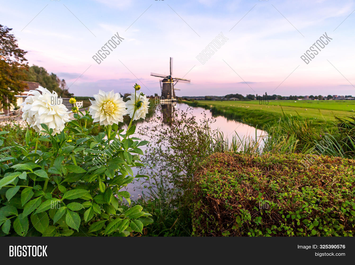 Rose Flowers Windmill Image & Photo (Free Trial) | Bigstock