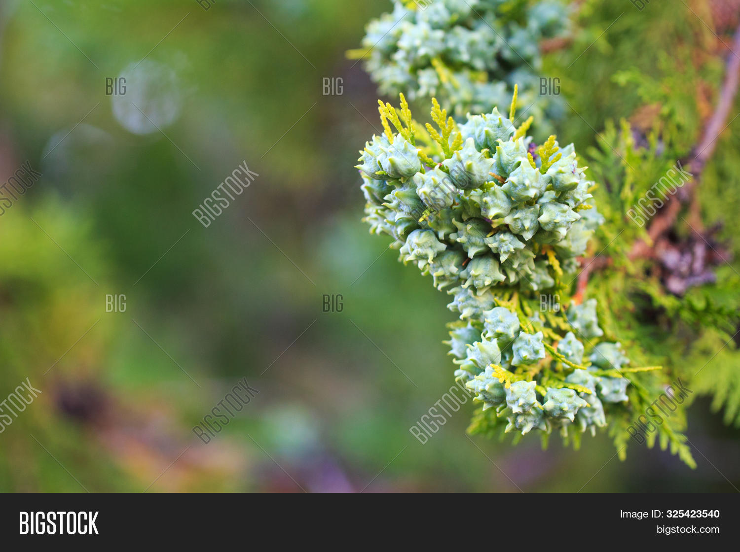 Green Cones Thuja Image & Photo (Free Trial) | Bigstock