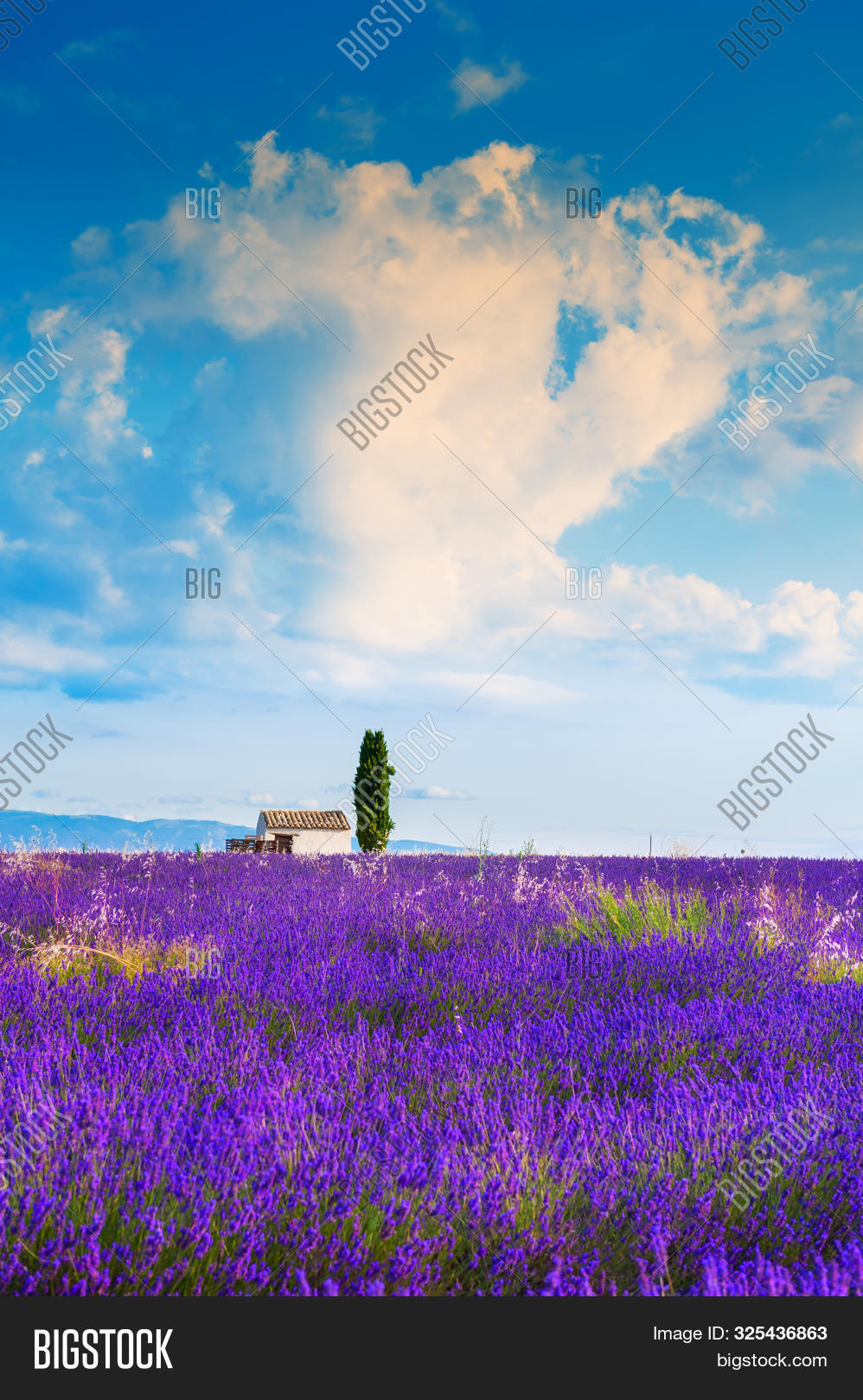 Lavender Field Sky