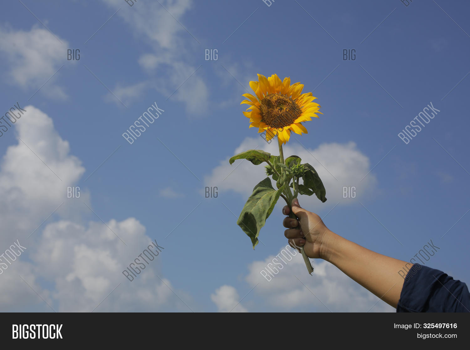 Hand Holding Sunflower Image & Photo (Free Trial) | Bigstock