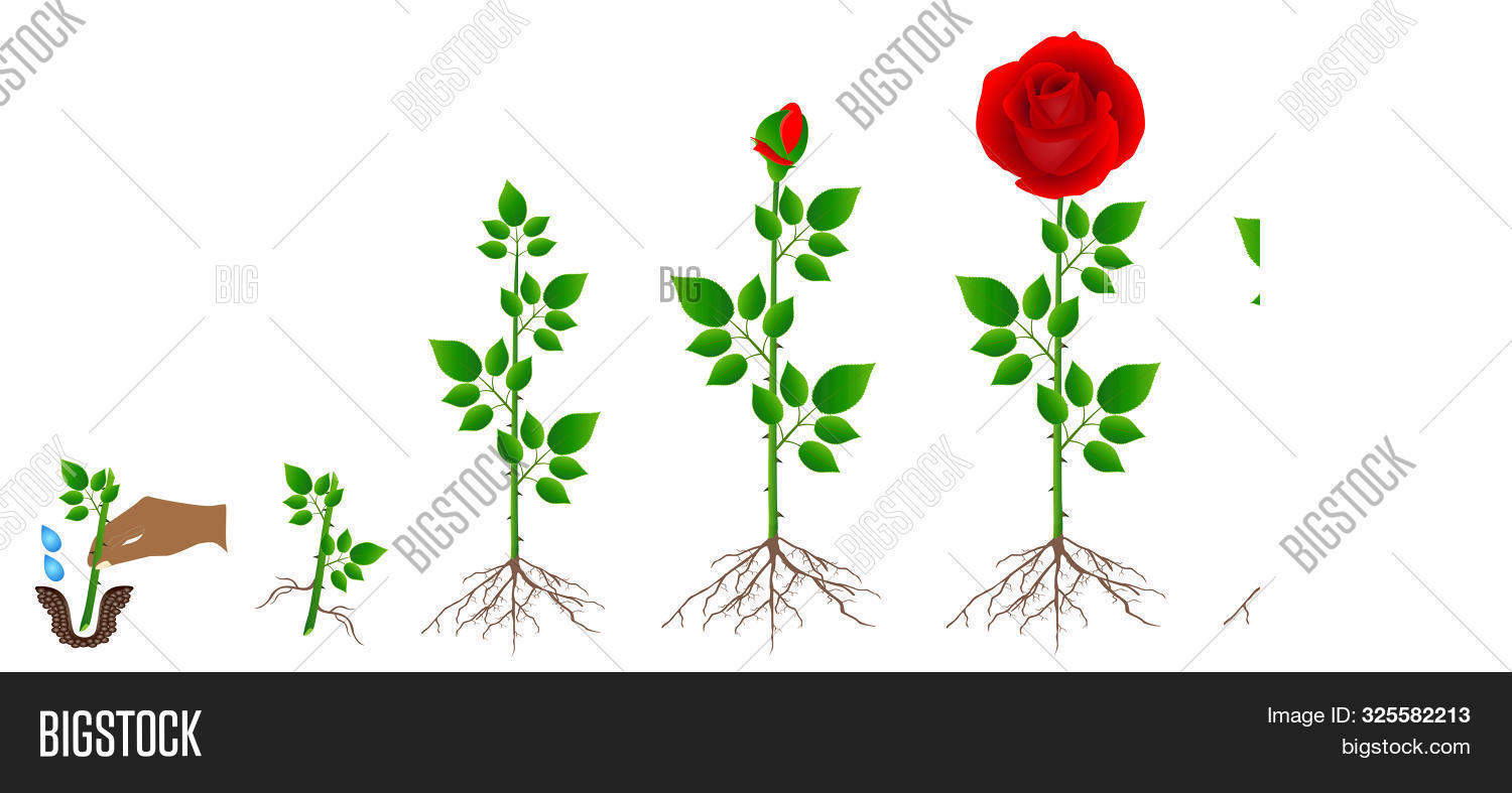 Cycle Red Rose Plant Vector & Photo (Free Trial) | Bigstock