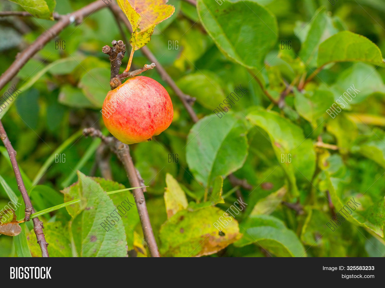 Red Apples On Apple Image & Photo (Free Trial) | Bigstock