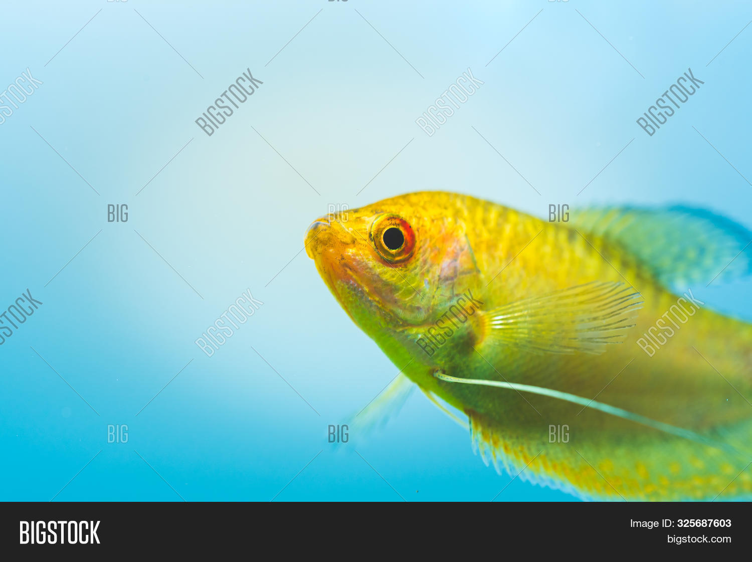 Aquarium Fish Golden Image & Photo (Free Trial) | Bigstock