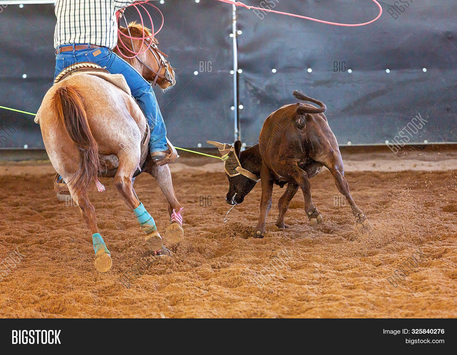 Calf Being Lassoed By Image & Photo (Free Trial) | Bigstock