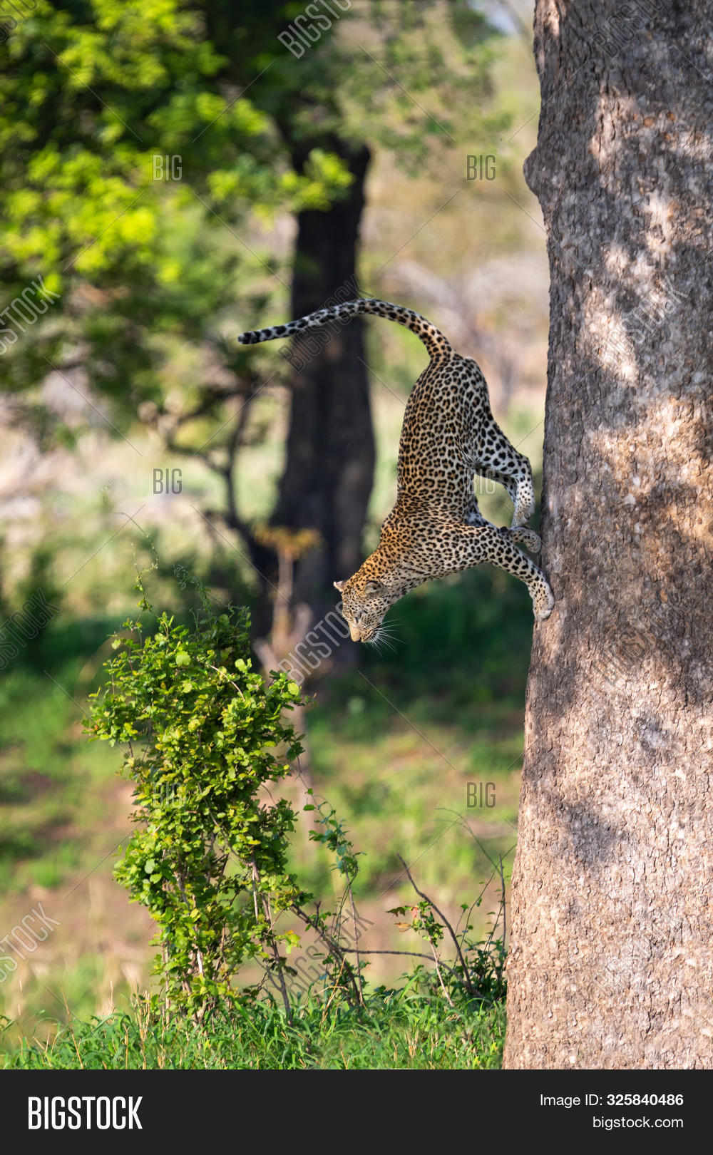 Lone Leopard Jump Down Image & Photo (Free Trial) | Bigstock