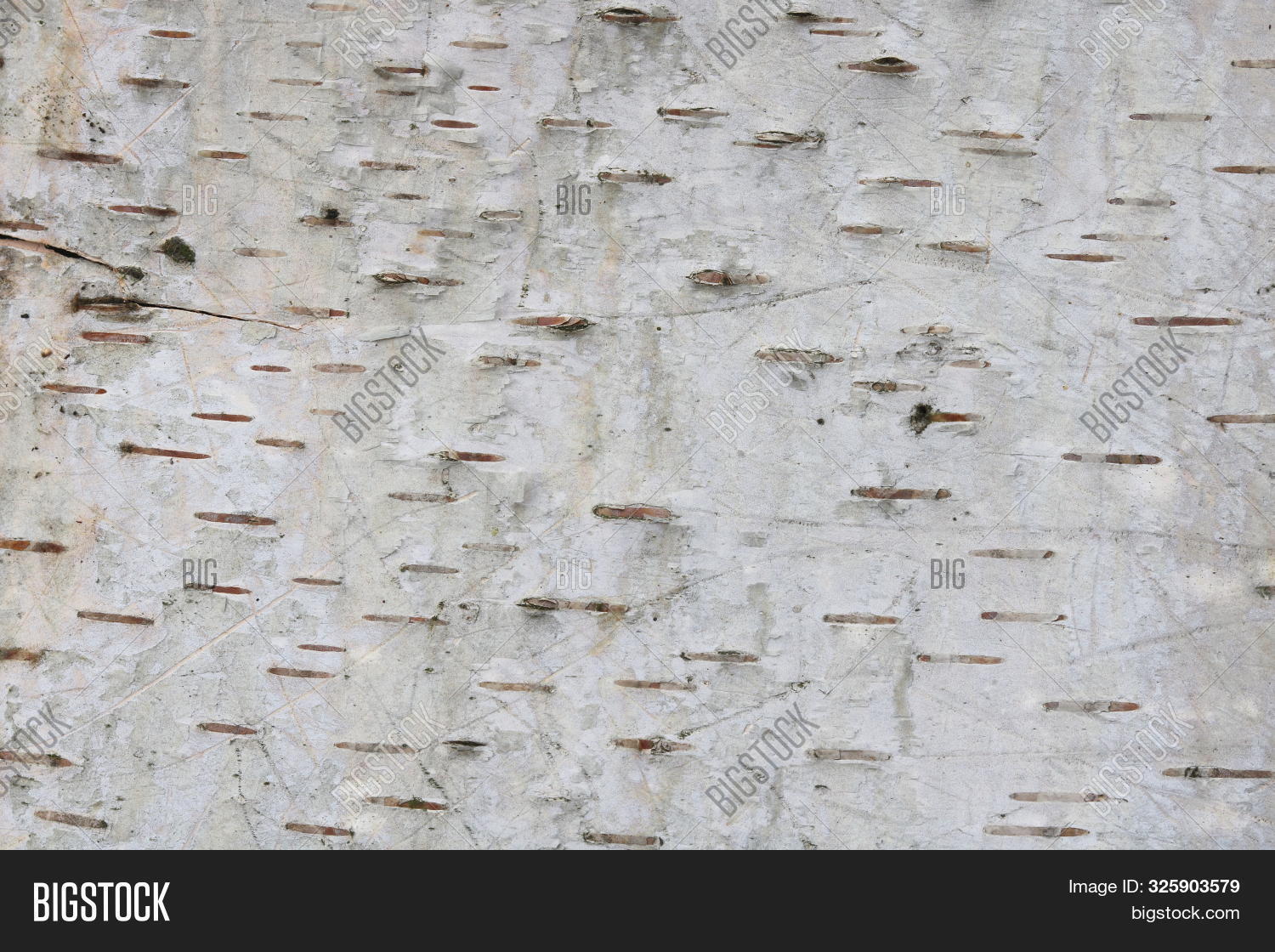 Pattern Birch Bark Image & Photo (Free Trial) | Bigstock