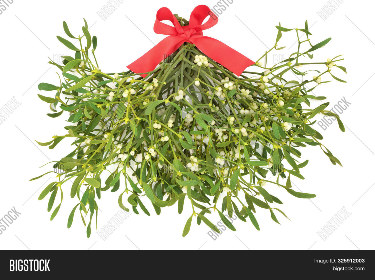 Mistletoe Bunch Tied Image & Photo (Free Trial) | Bigstock
