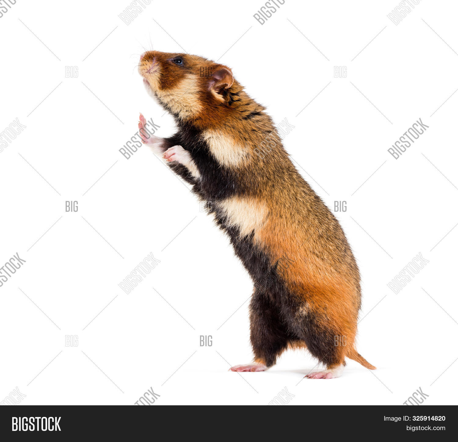 European Hamster On Image & Photo (Free Trial) | Bigstock